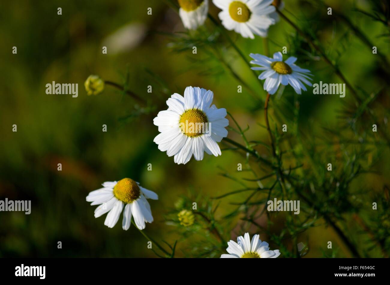 Arctic daisy hi-res stock photography and images - Alamy