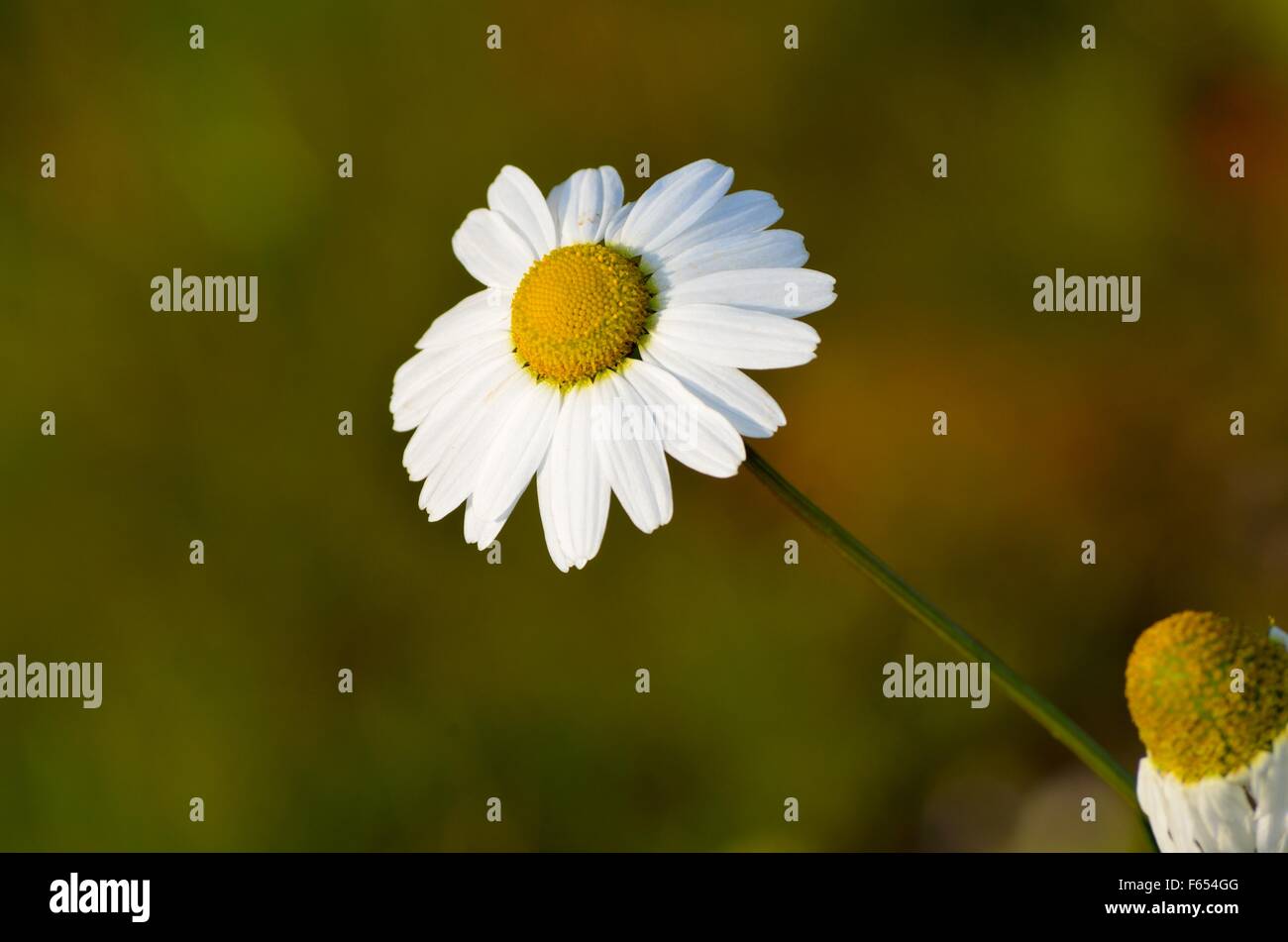Arctic daisy hi-res stock photography and images - Alamy