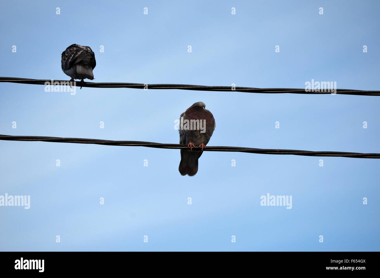 pigeon on telephone wire with blue sky background Stock Photo - Alamy