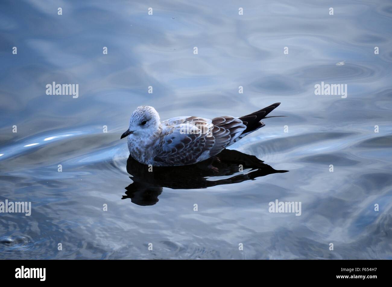 small white seagull swimming around in blue pond water Stock Photo - Alamy