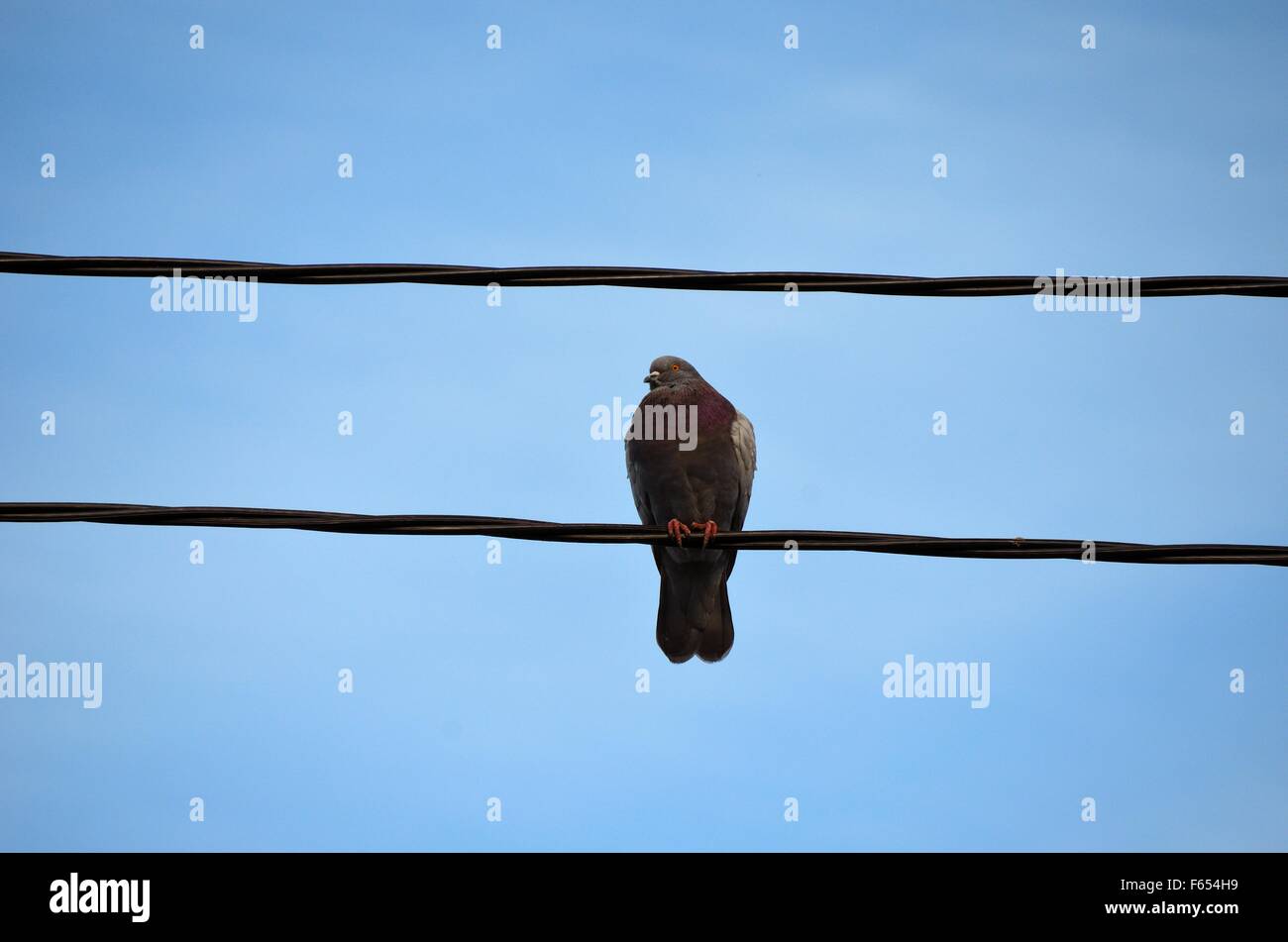 pigeon on telephone wire with blue sky background Stock Photo - Alamy