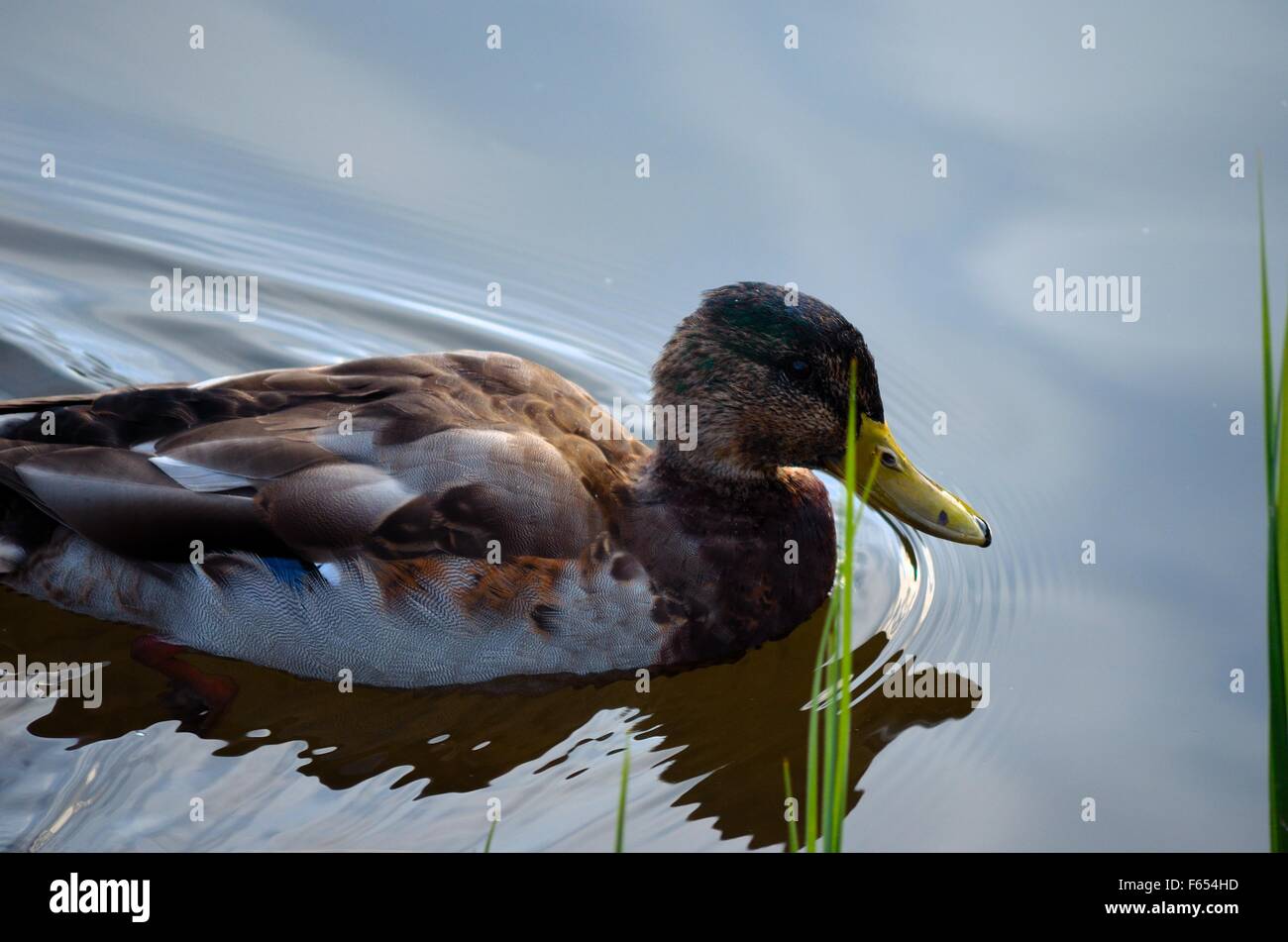 male mallard duck in autumn pond water Stock Photo - Alamy