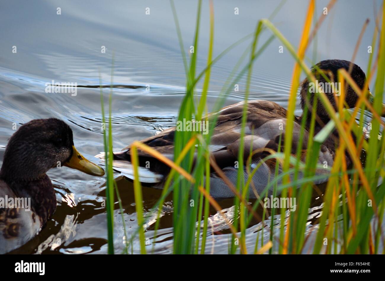 two male mallard ducks swimming in blue pond water with tall green ...