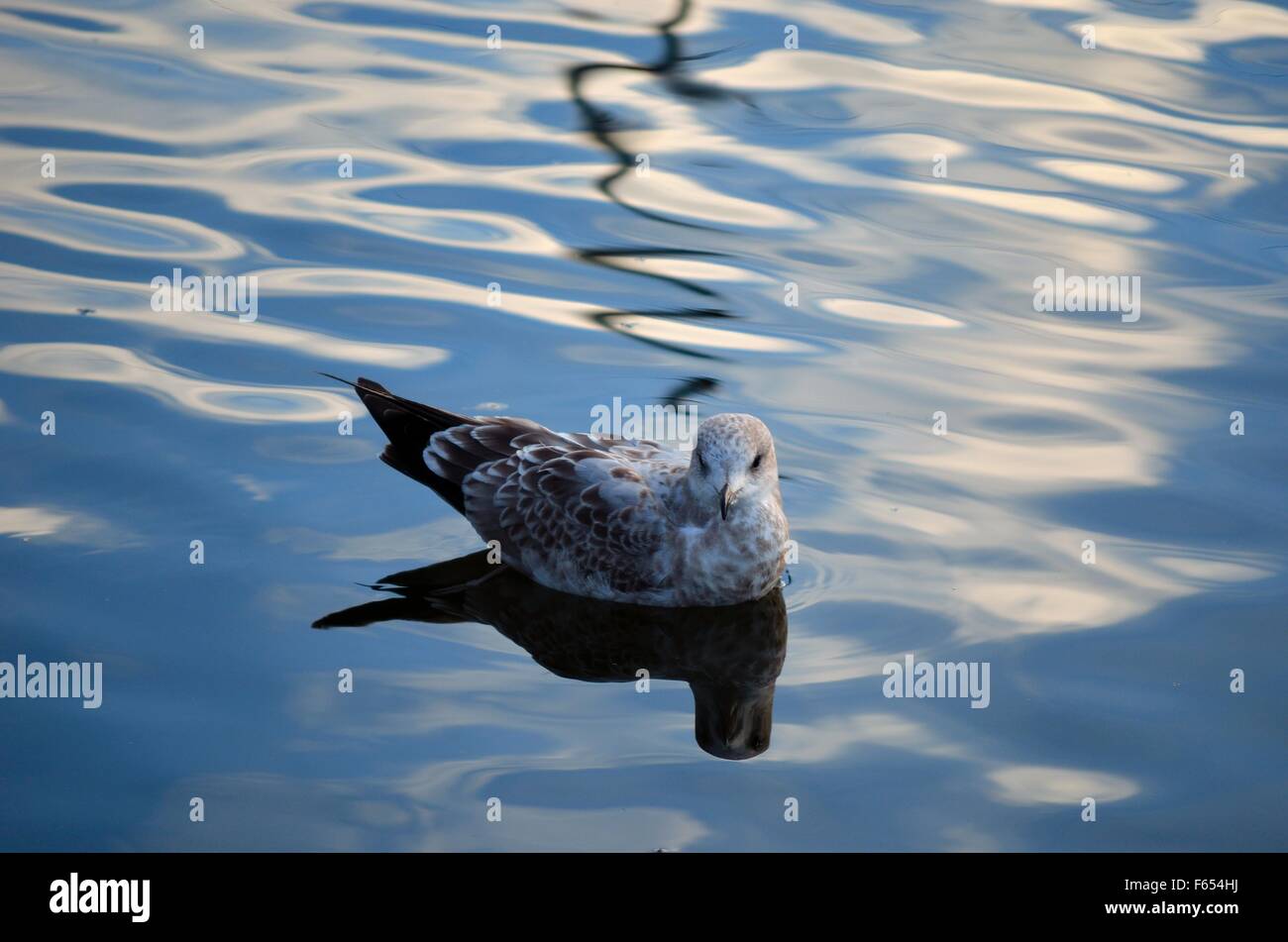 small white seagull swimming around in blue pond water Stock Photo - Alamy