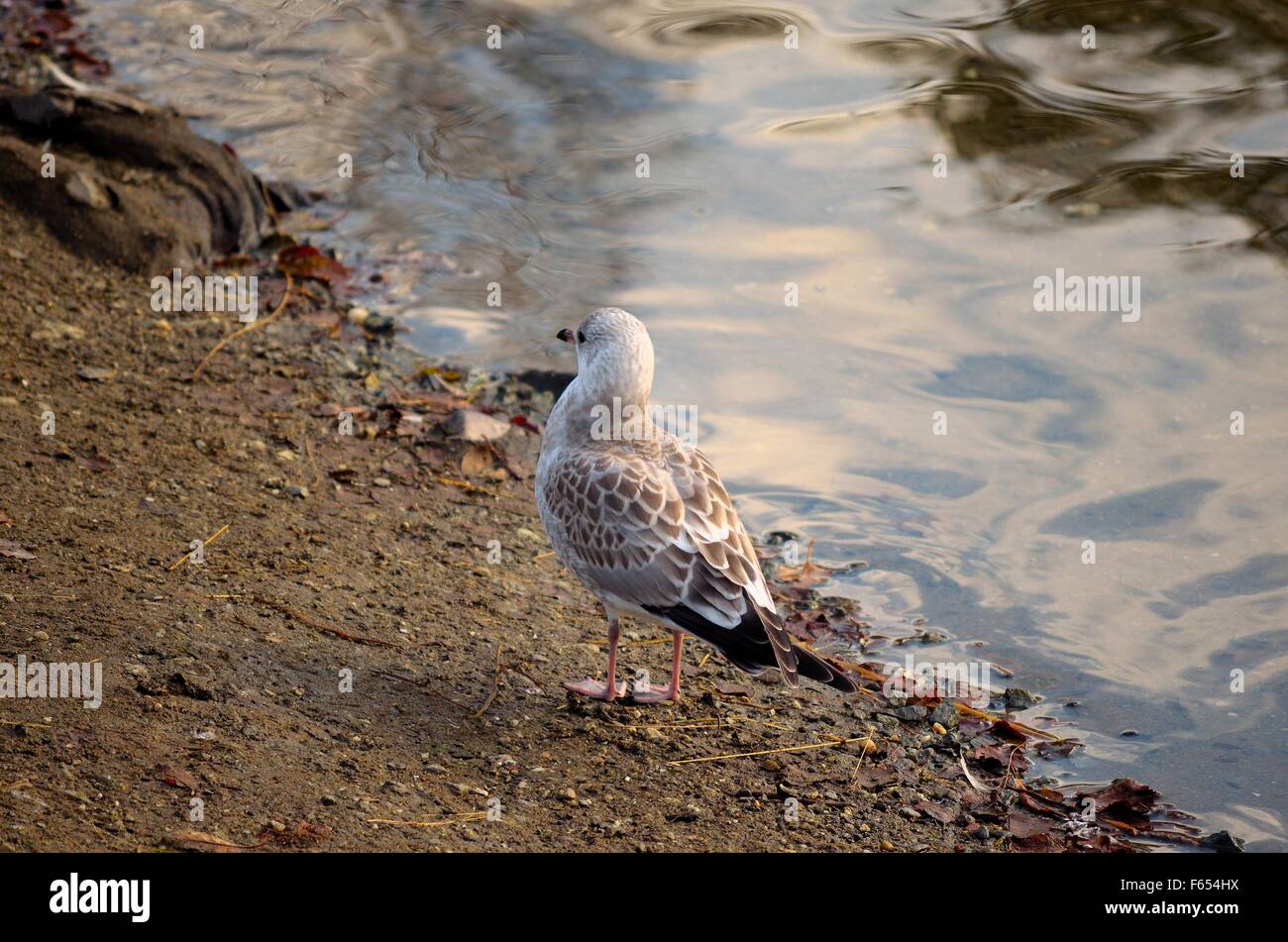 small seagull wandering alongside pond shore in summer Stock Photo - Alamy
