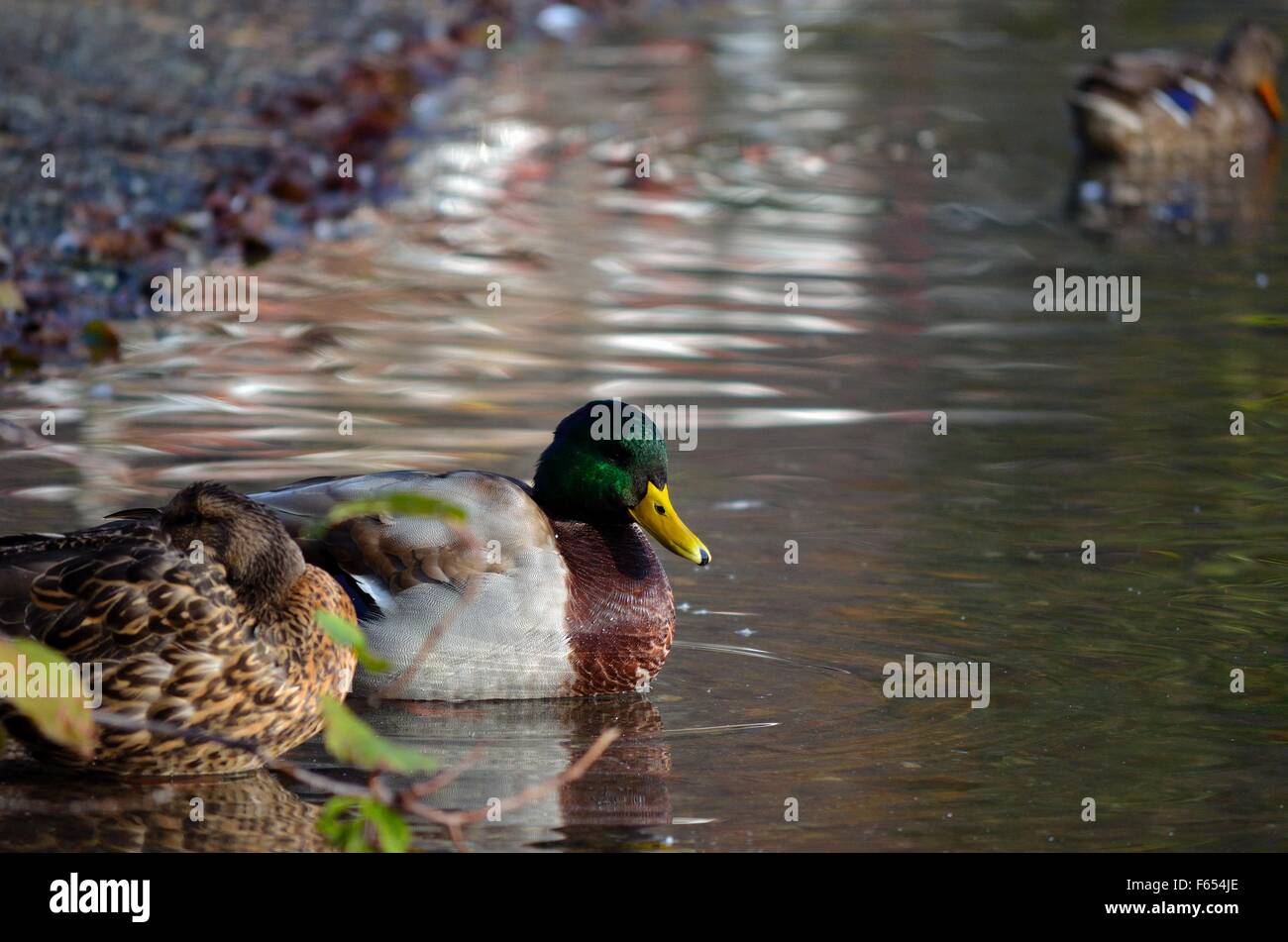 mallard ducks in summer pond water Stock Photo - Alamy