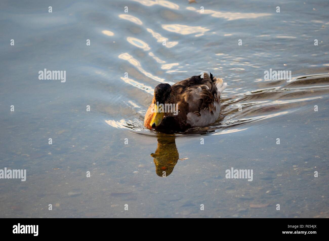 mallard ducks in summer pond water Stock Photo - Alamy