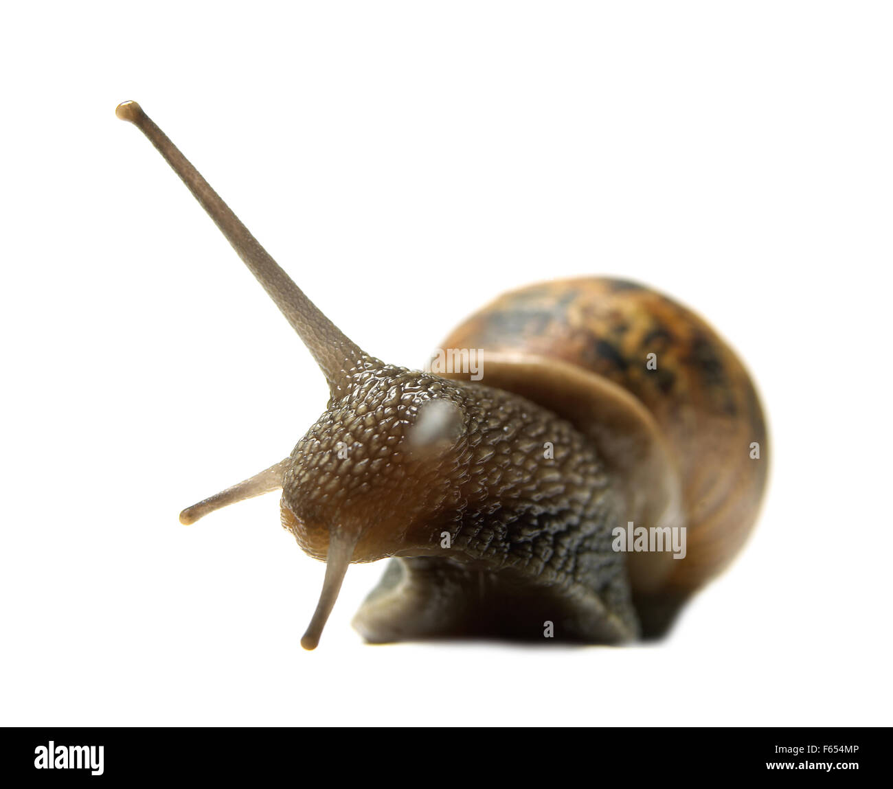 snail on white background Stock Photo - Alamy