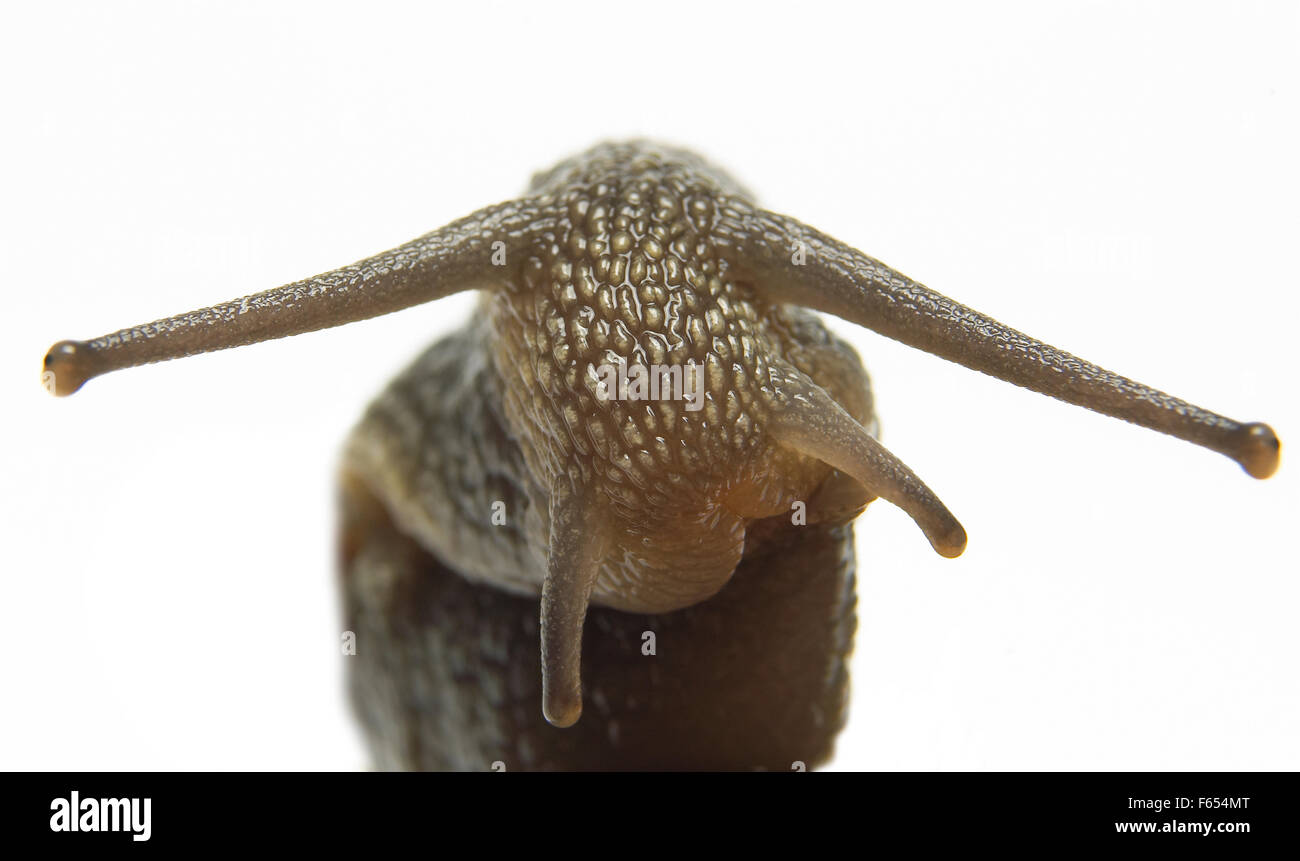 snail on white background Stock Photo - Alamy