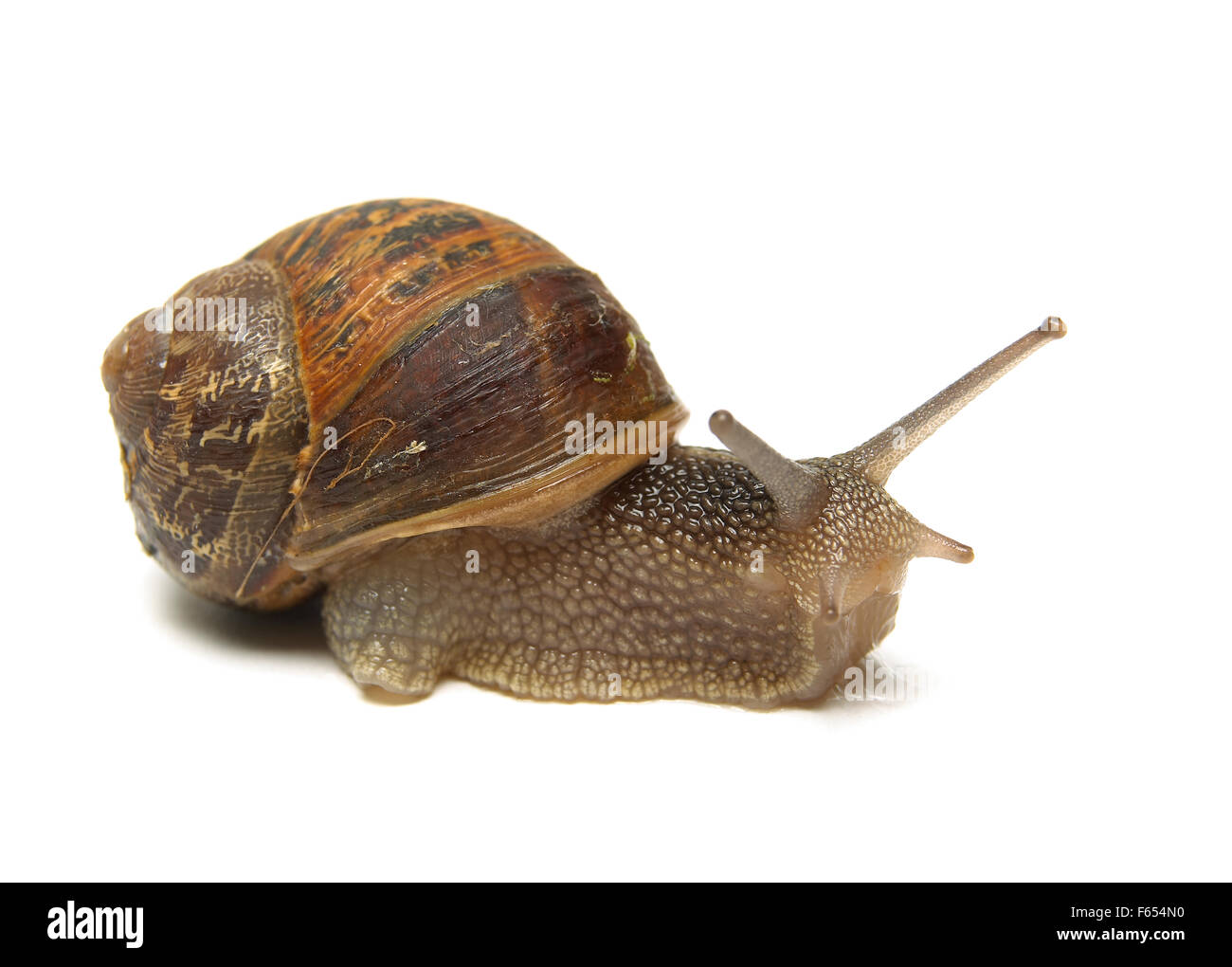 snail on white background Stock Photo - Alamy
