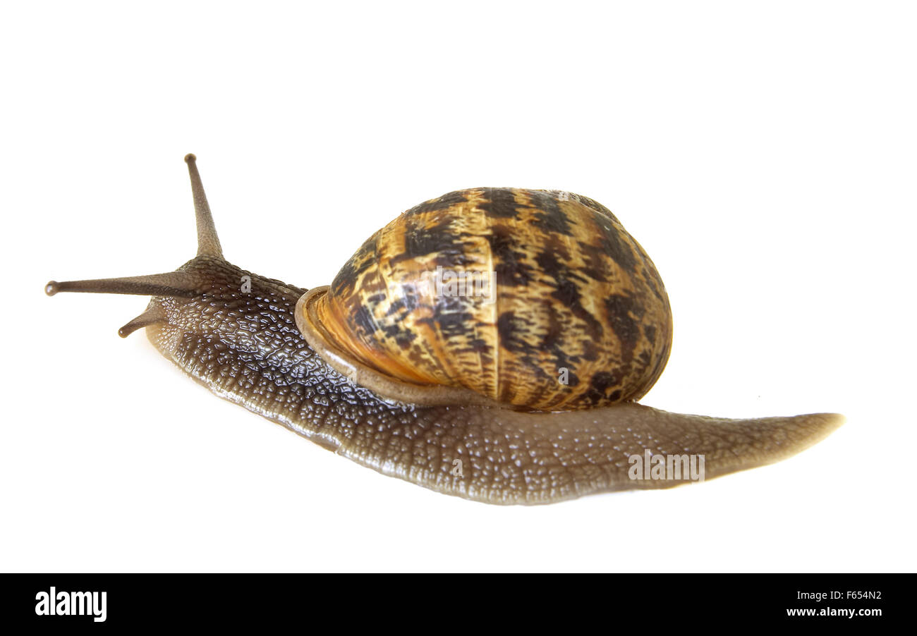 snail on white background Stock Photo - Alamy