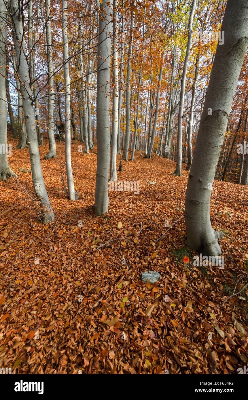 landscape and colors of autumn in Liguria Stock Photo - Alamy