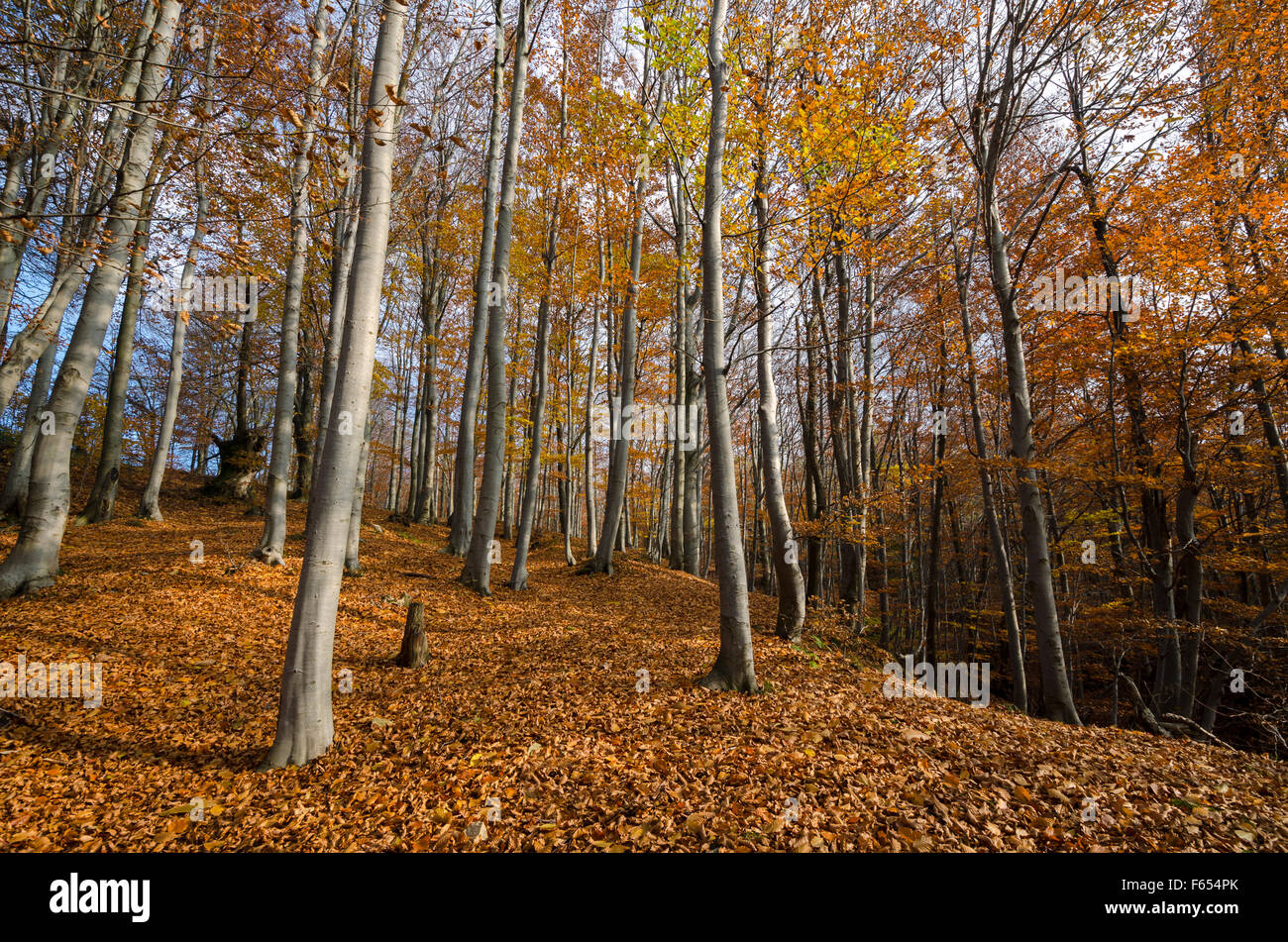 landscape and colors of autumn in Liguria Stock Photo - Alamy