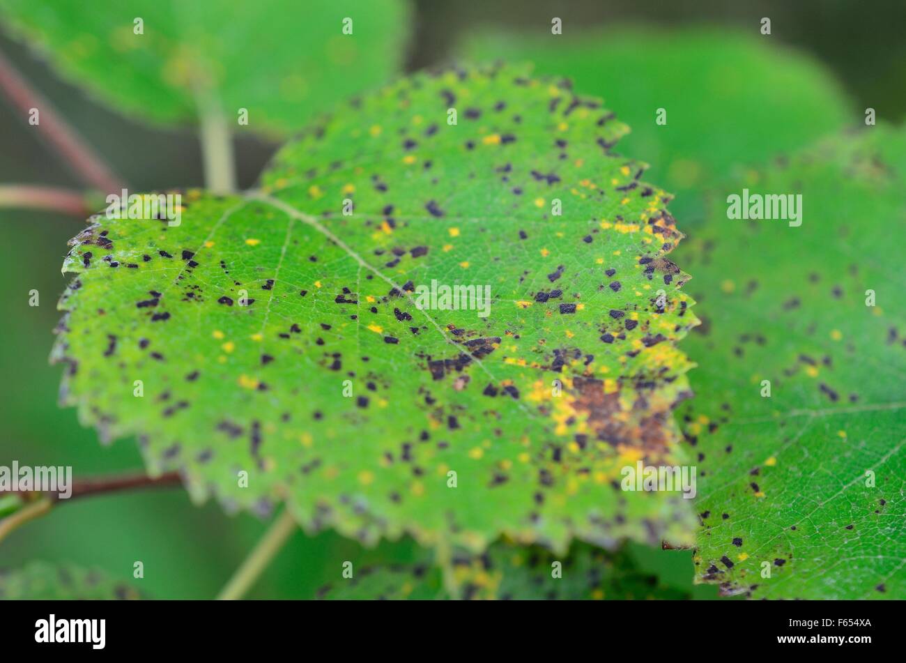 infected small spotted leaf Stock Photo - Alamy