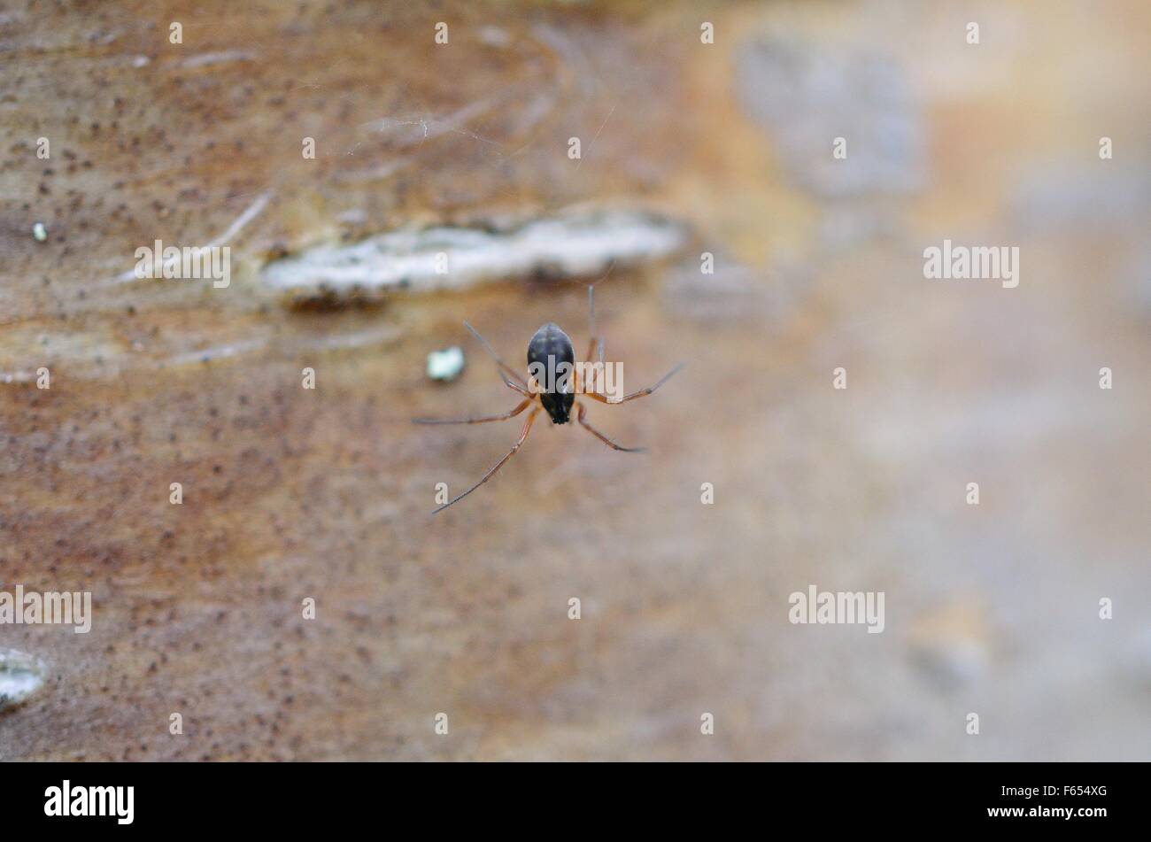 small spider hanging from tree Stock Photo - Alamy