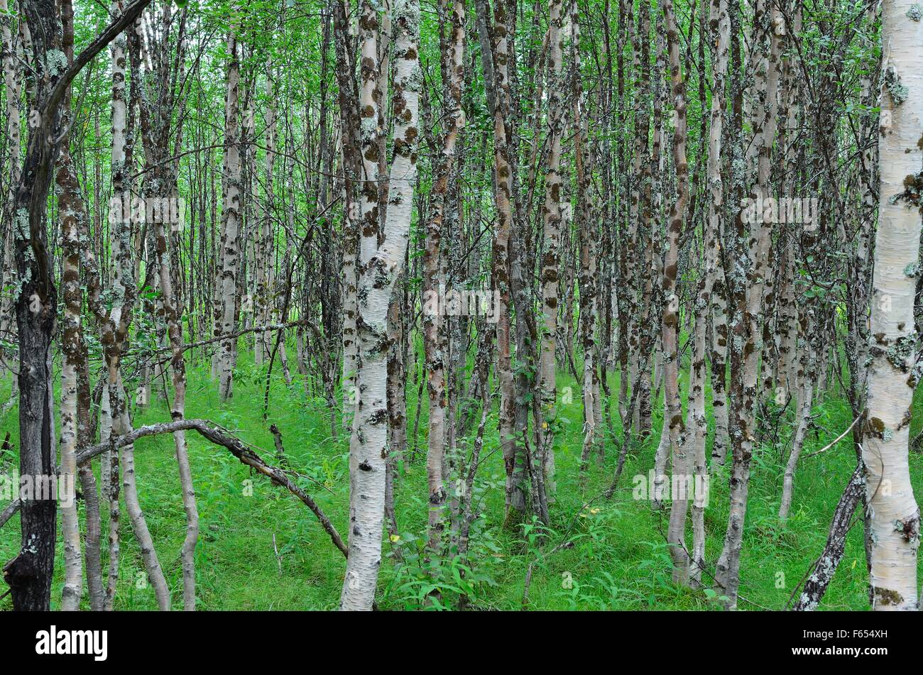 thin vibrant birch tree forest in green summer nature Stock Photo - Alamy