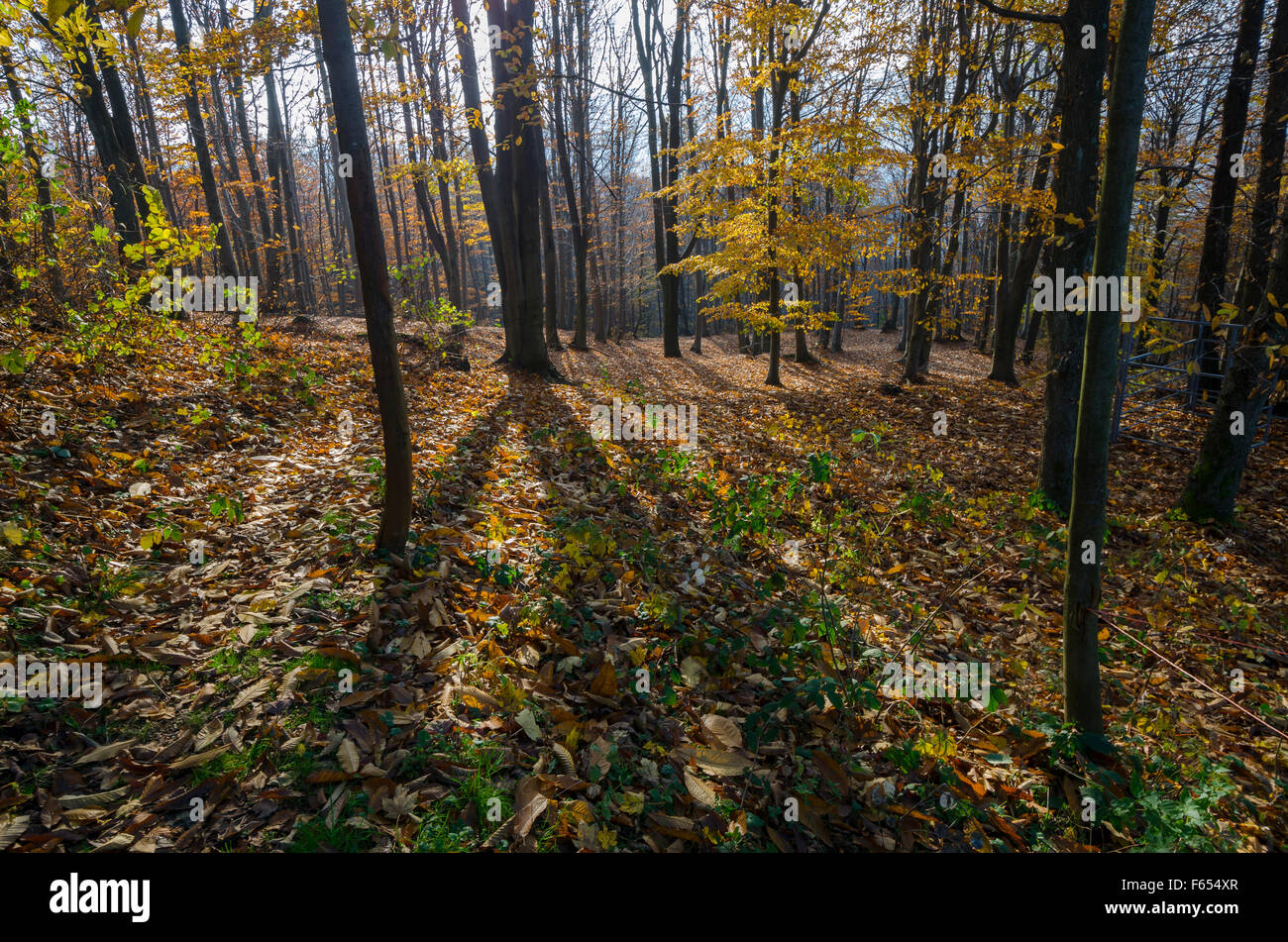 landscape and colors of autumn in Liguria Stock Photo - Alamy