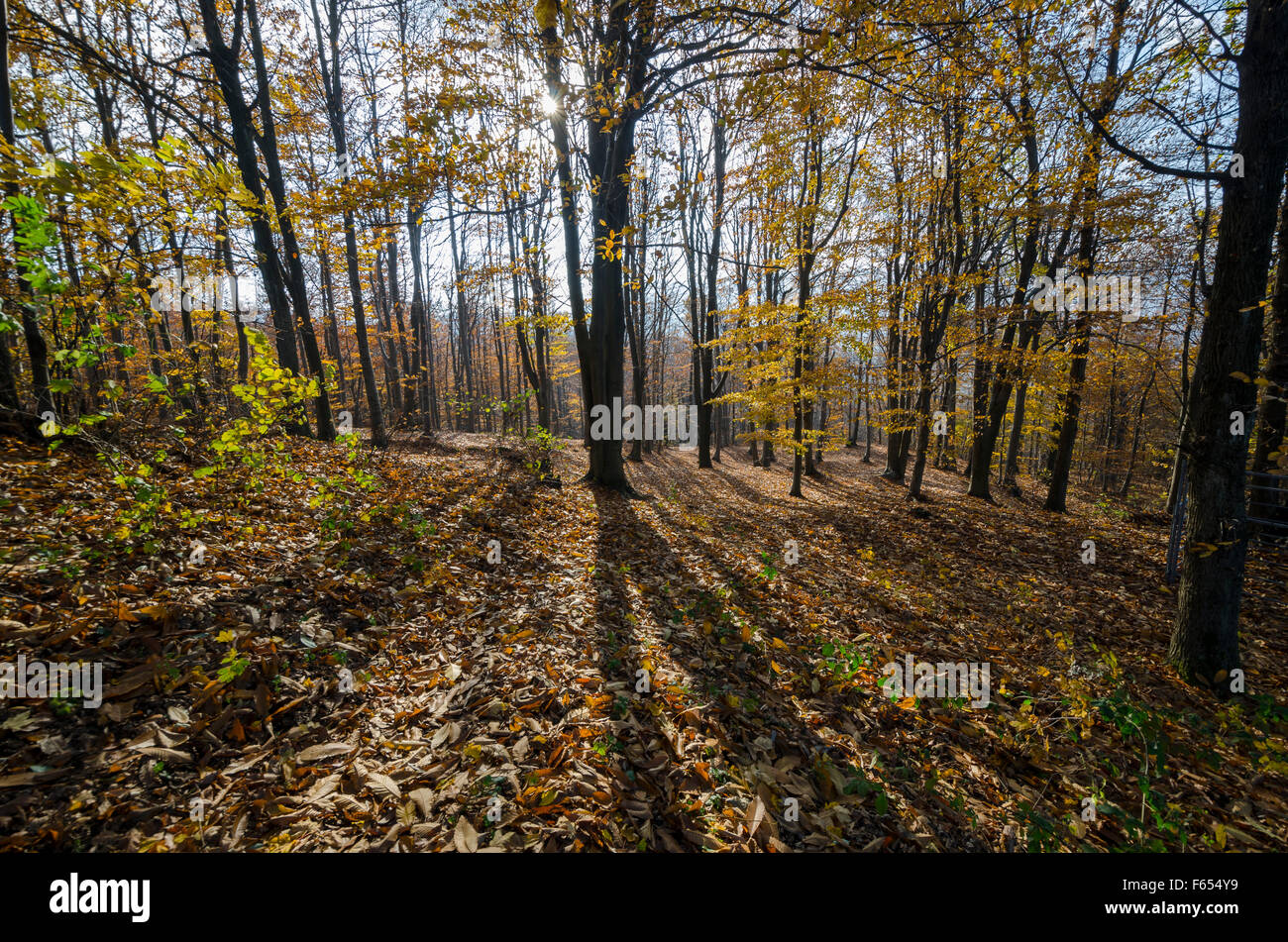 landscape and colors of autumn in Liguria Stock Photo - Alamy