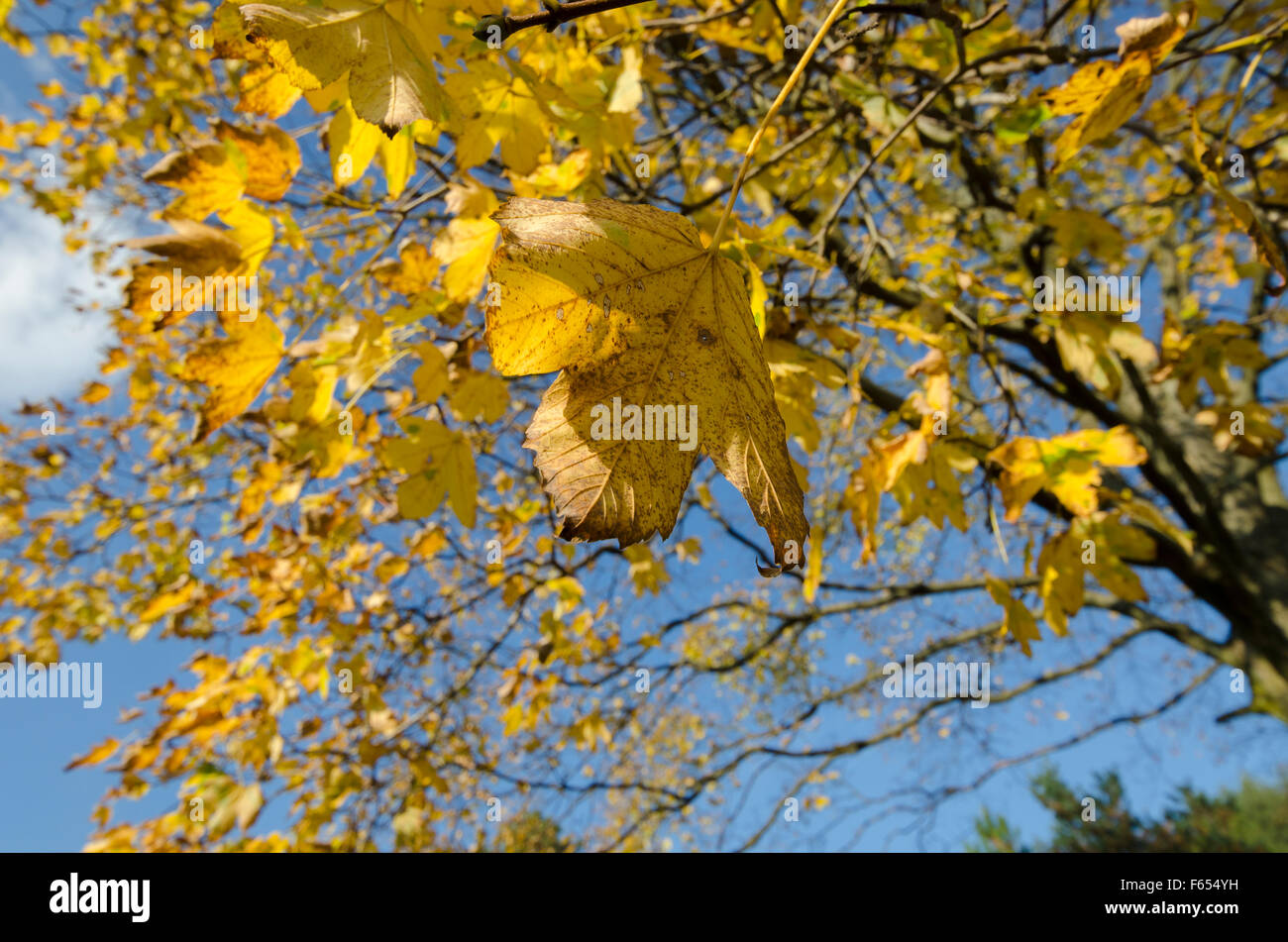 landscape and colors of autumn in Liguria Stock Photo - Alamy