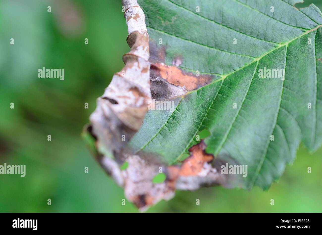 damaged leaf in summertime macro photo Stock Photo - Alamy