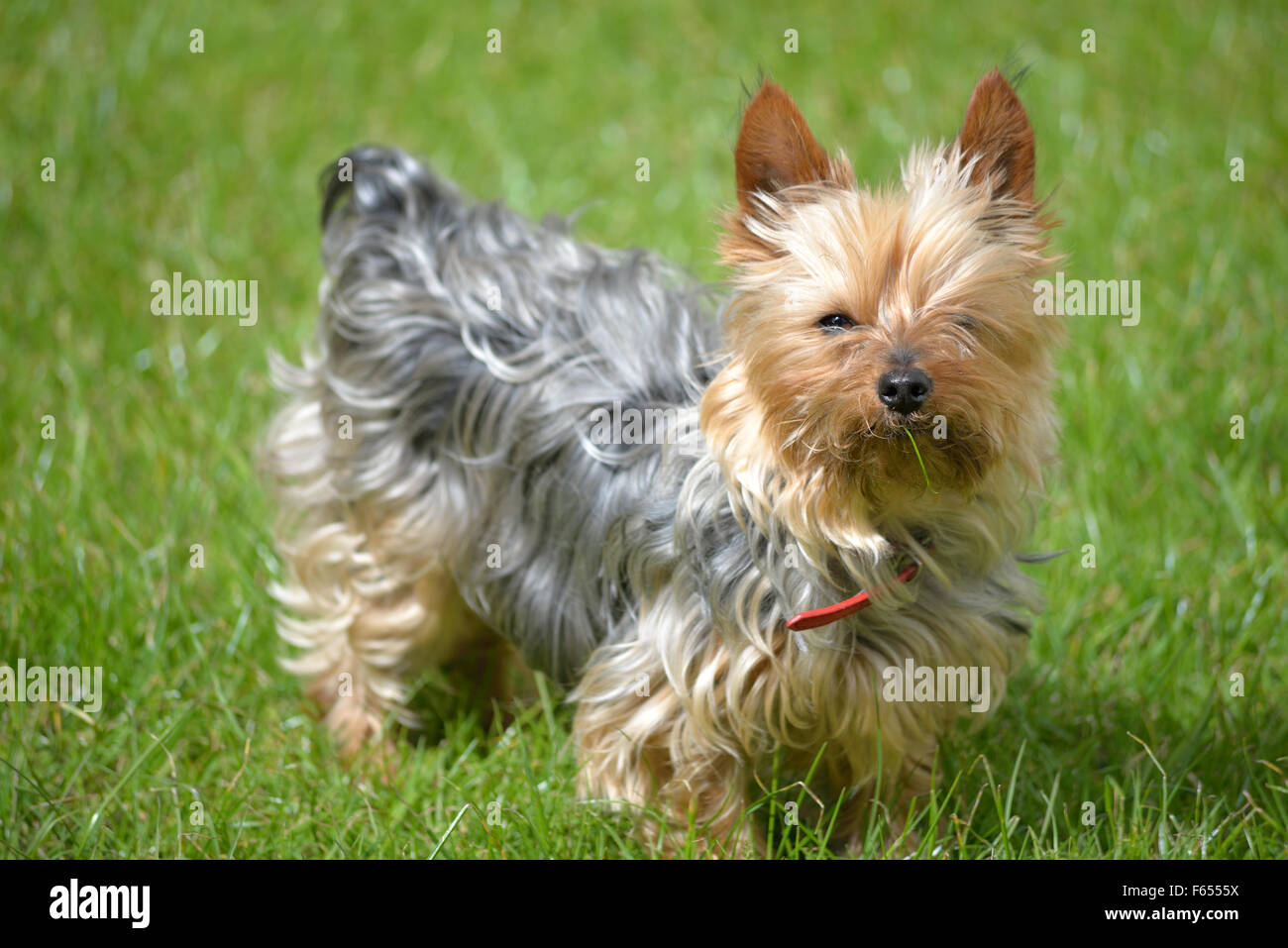 young mini yorkie dog on the green grass Stock Photo - Alamy