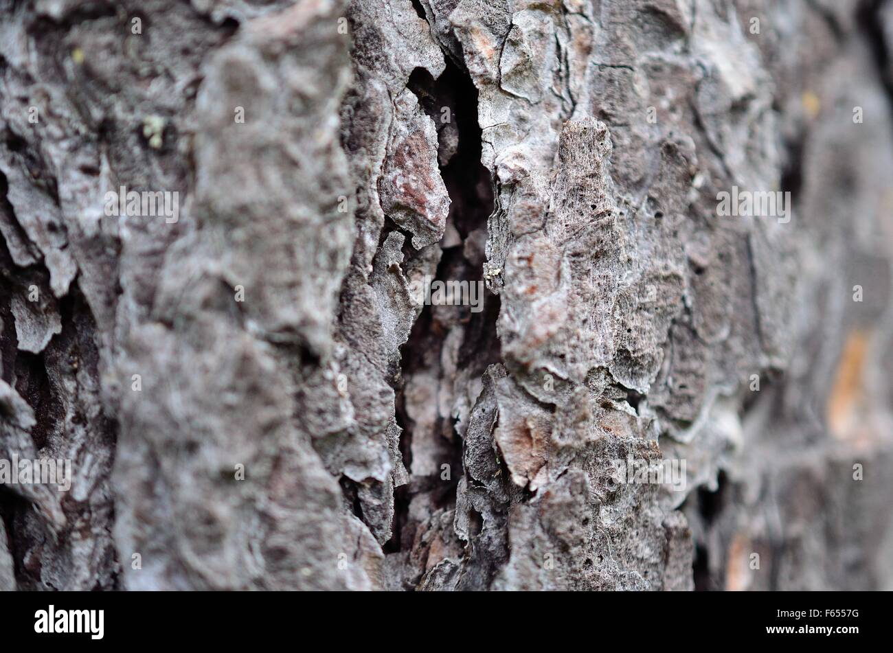 pine tree bark texture macro Stock Photo - Alamy