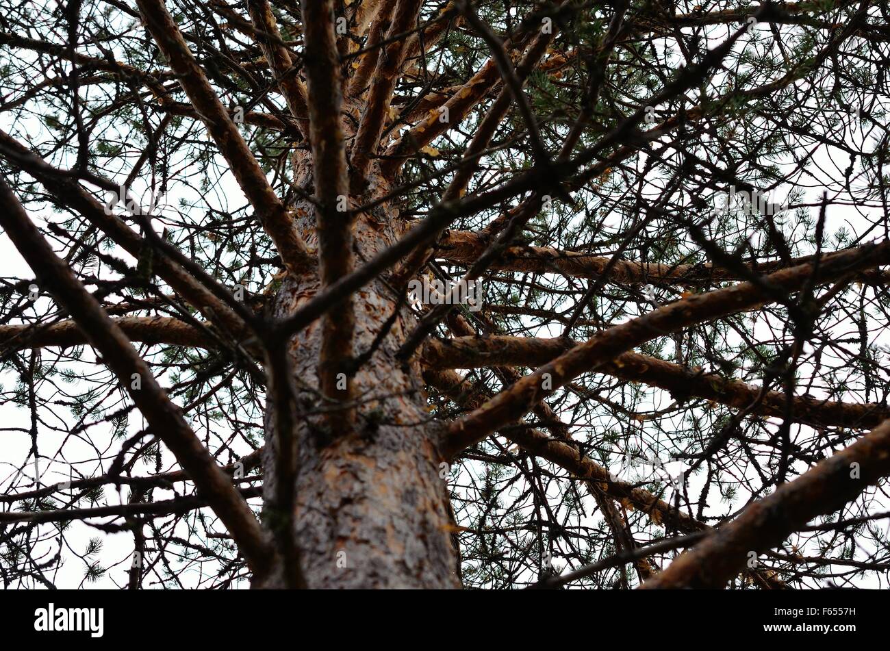 old pine tree Stock Photo - Alamy