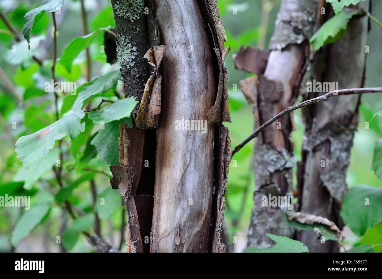old weathered tree Stock Photo - Alamy