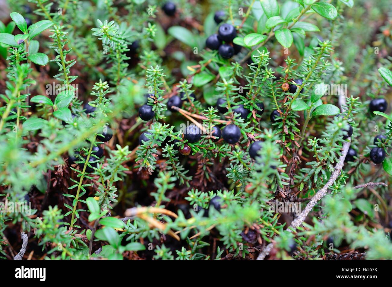 Berry patch hi-res stock photography and images - Alamy