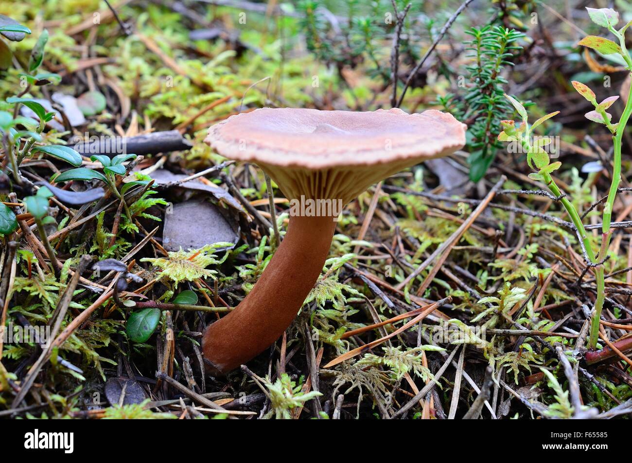 wild fungus, mushroom in summer forest macro photo Stock Photo - Alamy