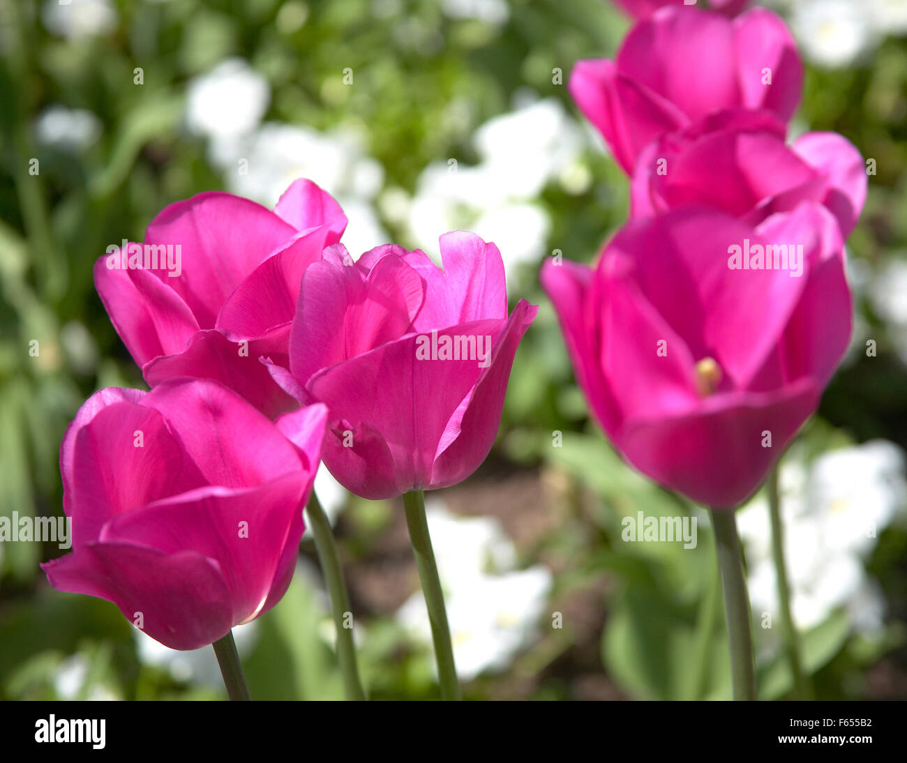 tulips in a summer english garden Stock Photo - Alamy