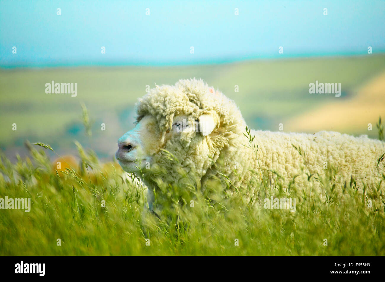 Woolly worms hi-res stock photography and images - Alamy