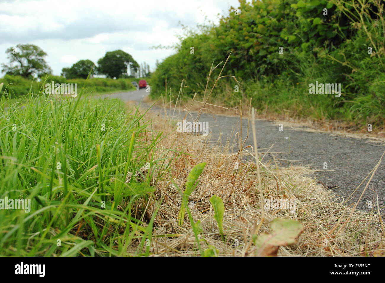 Dead vegetation on a roadside pavement indicative of herbicide/weed ...