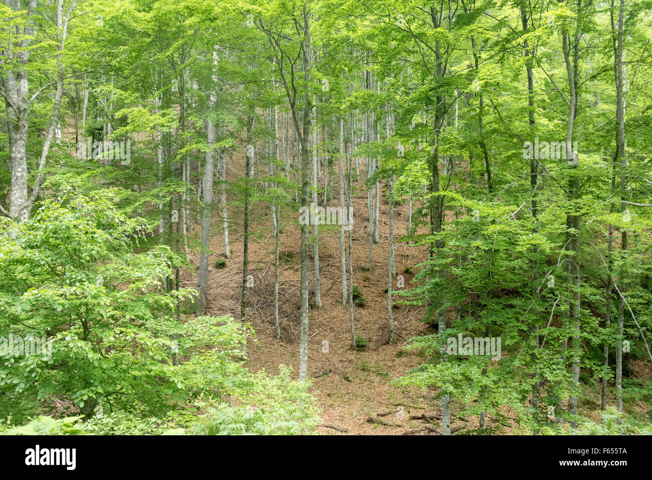 A spot of the forest in northern Greek area of Rodopi mountains Stock ...