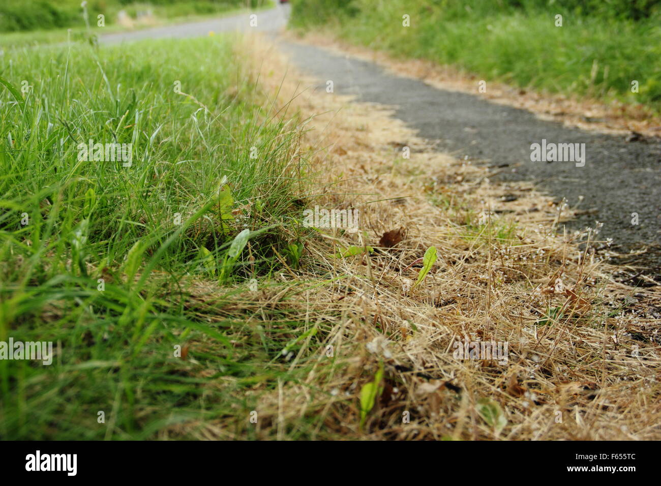 Dead vegetation on a roadside pavement indicative of herbicide/weed ...