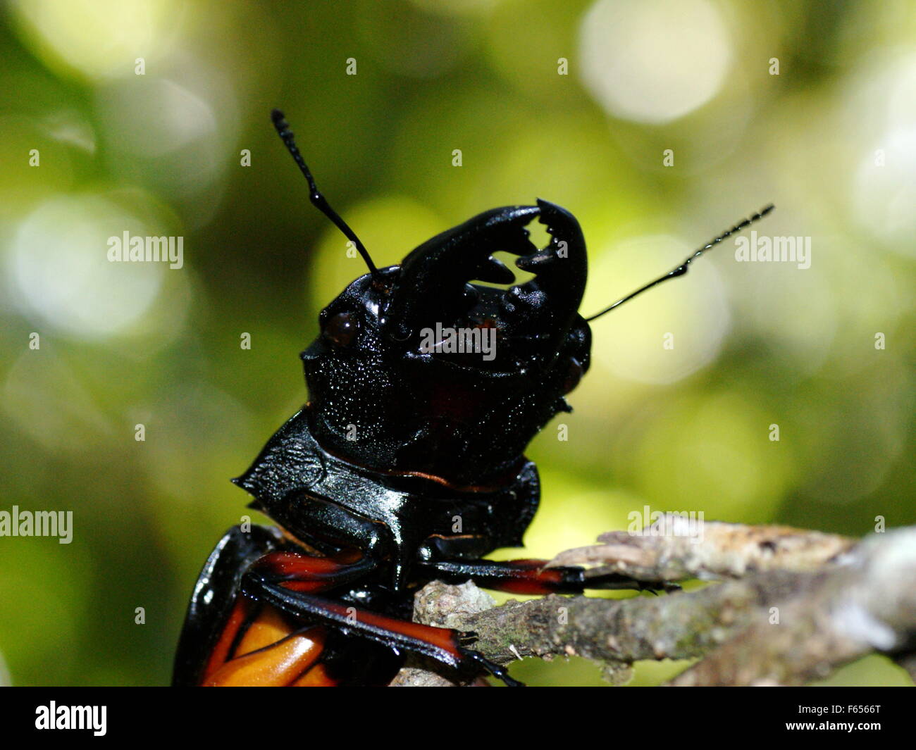 Mandibles hi-res stock photography and images - Alamy