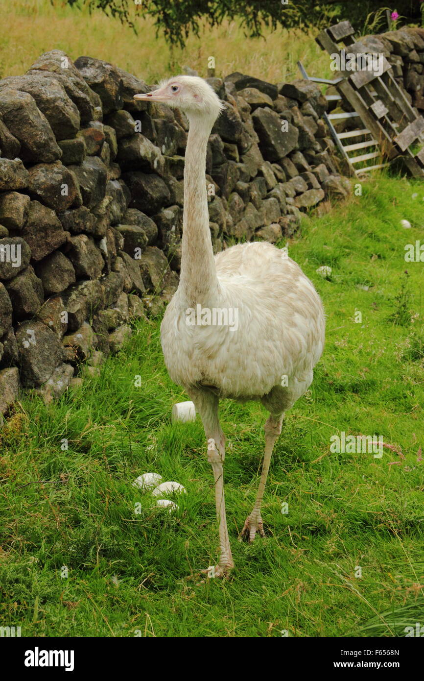 Rhea bird hi-res stock photography and images - Alamy