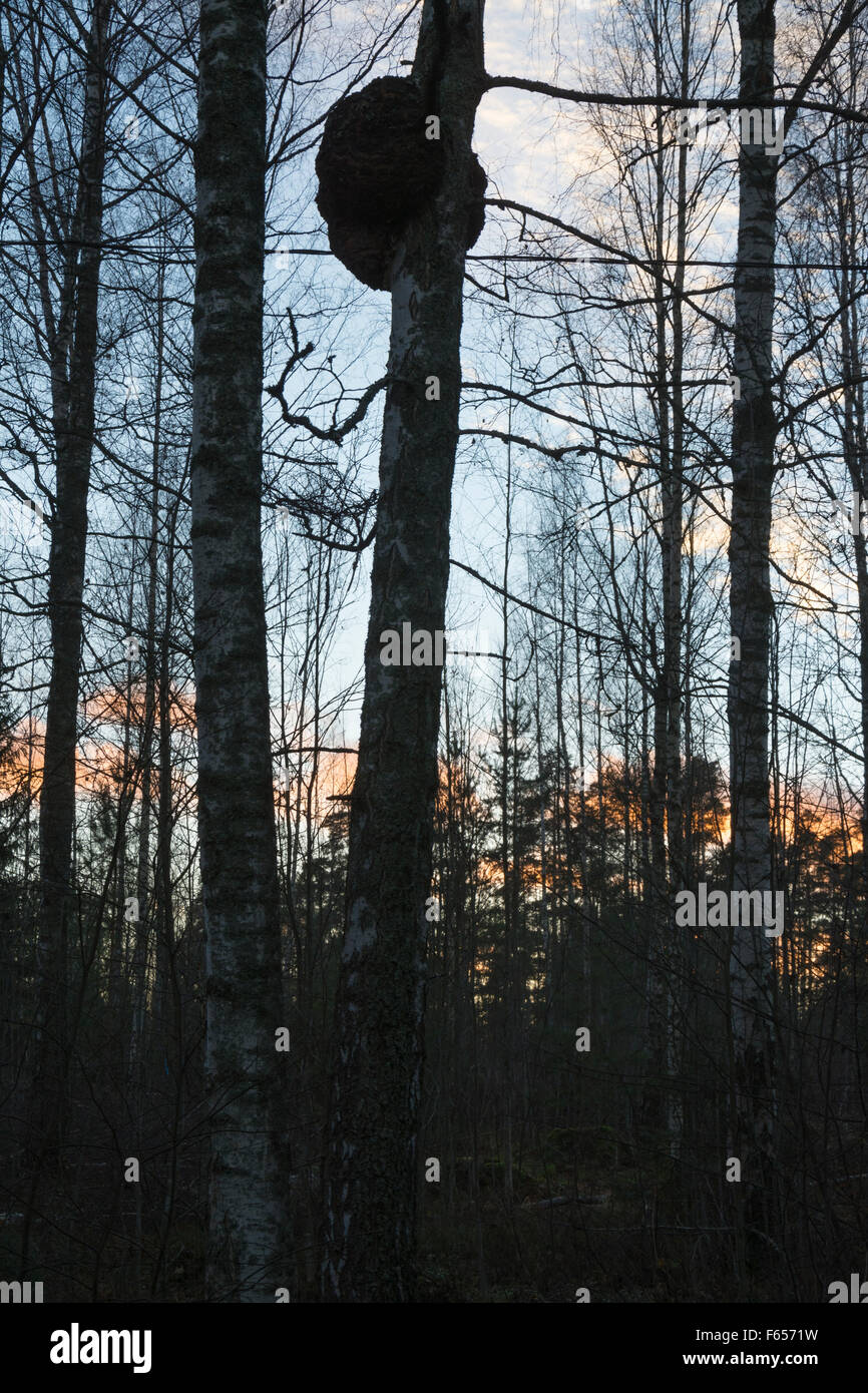 Chaga in Birch tree at sunset Stock Photo - Alamy