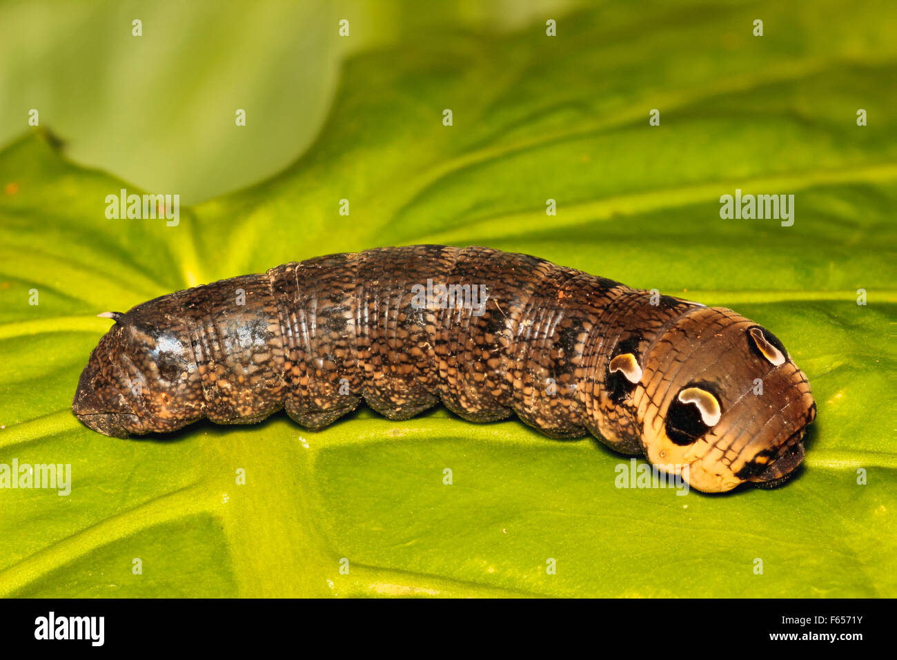 Elephant Hawk Moth Caterpillar Hi res Stock Photography And Images Alamy