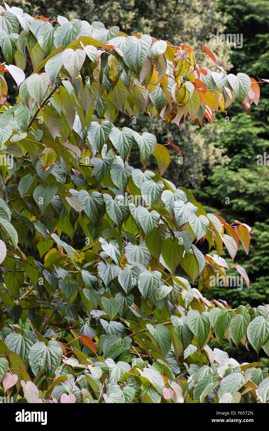 Tetracentron hi-res stock photography and images - Alamy