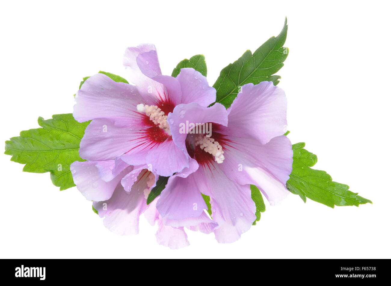 Violet hibiscus flowers with green leaves isolated on white background ...