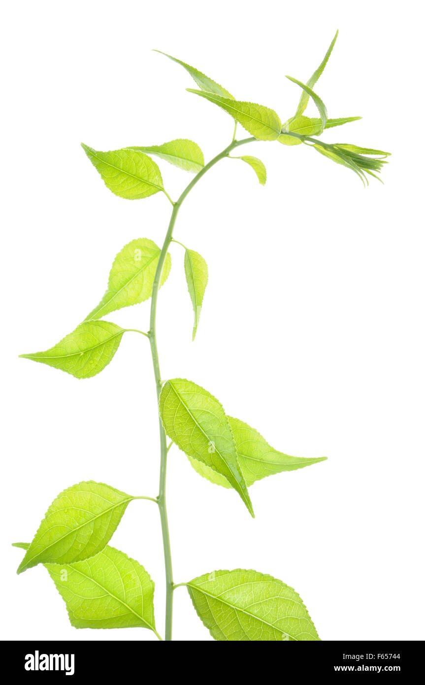 Twig with green leaves isolated on white background Stock Photo - Alamy
