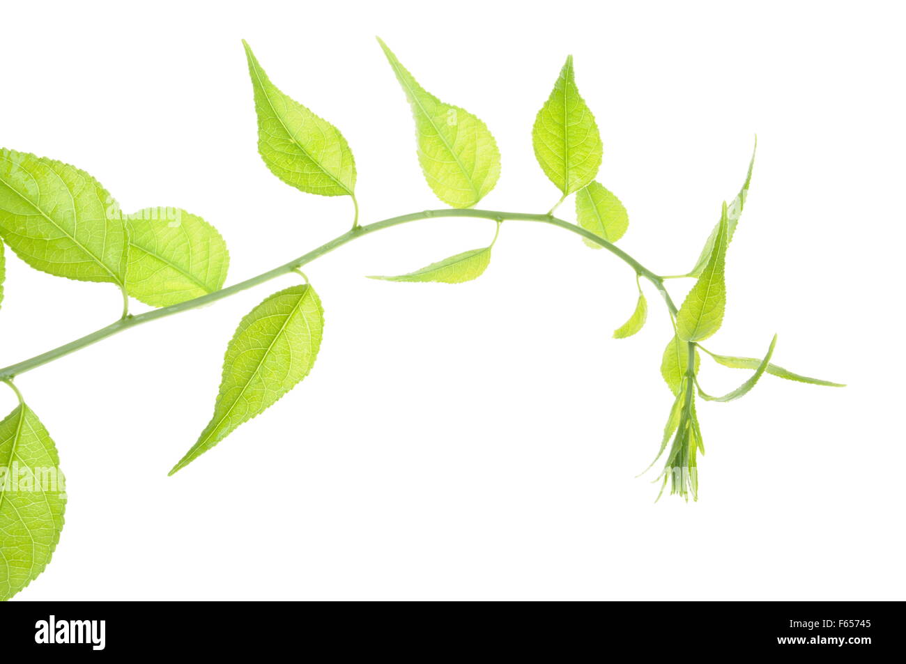 Twig with green leaves isolated on white background Stock Photo - Alamy