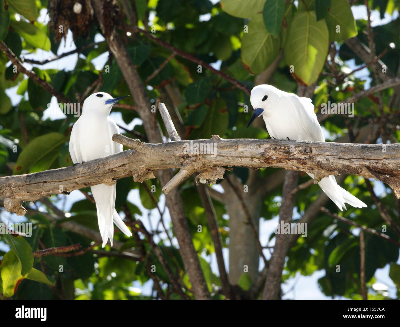 White tern, angel tern, white noddy (Gygis alba Stock Photo - Alamy