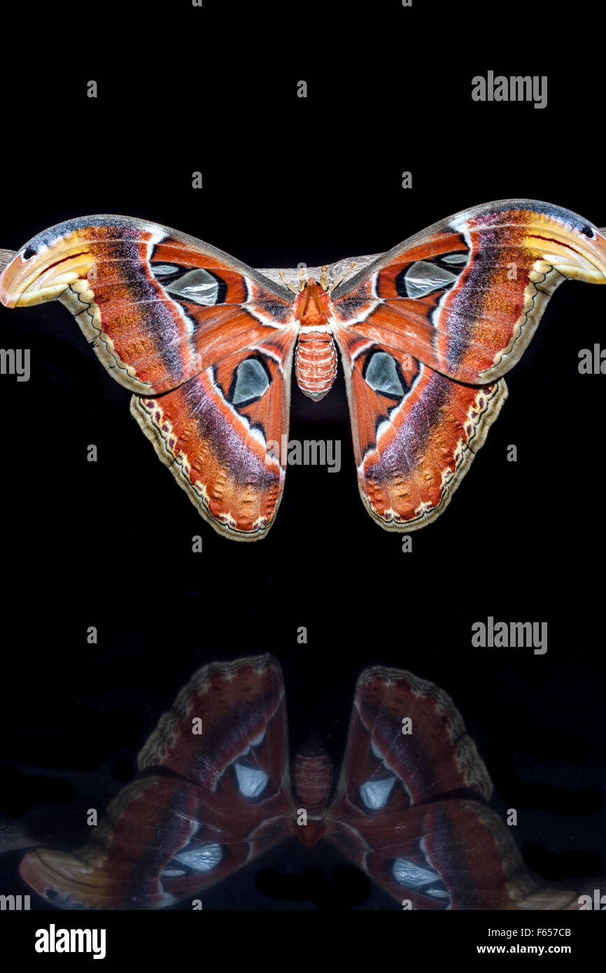 on a branch of a tree, there is a Attacus atlas Stock Photo - Alamy