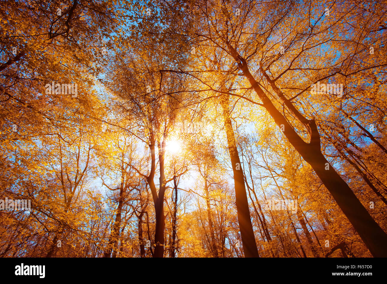 autumn sun shining through the tree branches Stock Photo - Alamy