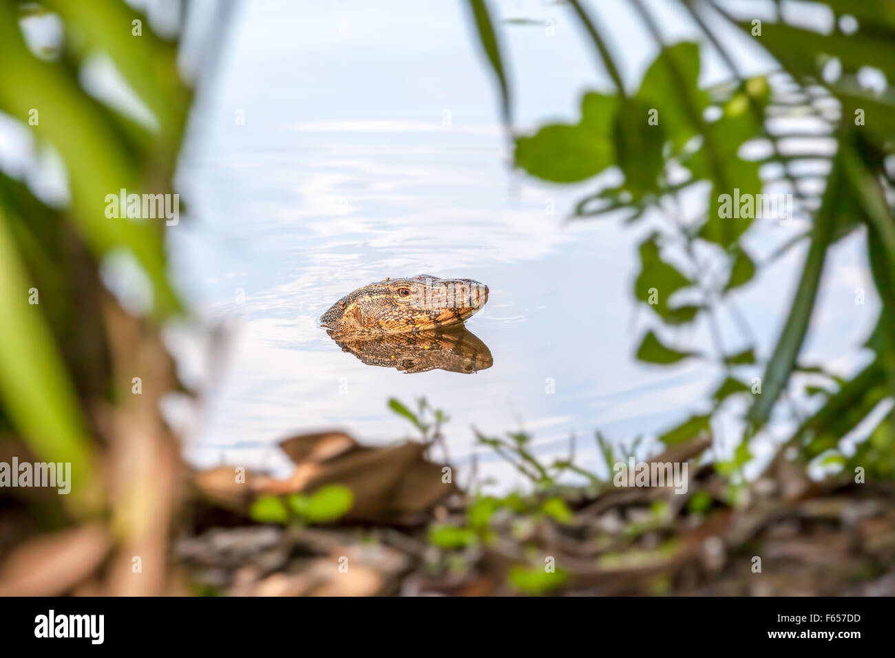 an goanna is swimming in the water from the park of Bangkok Stock Photo ...