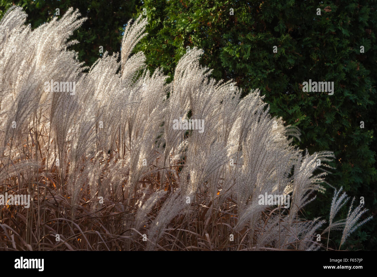 Tall weeds and grass hi-res stock photography and images - Alamy
