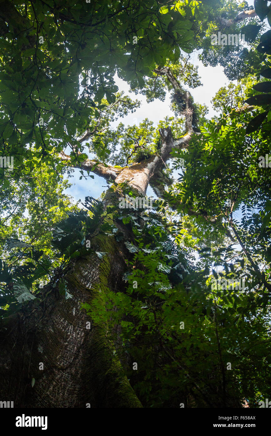 Inside the jungle of Corcovado Stock Photo - Alamy