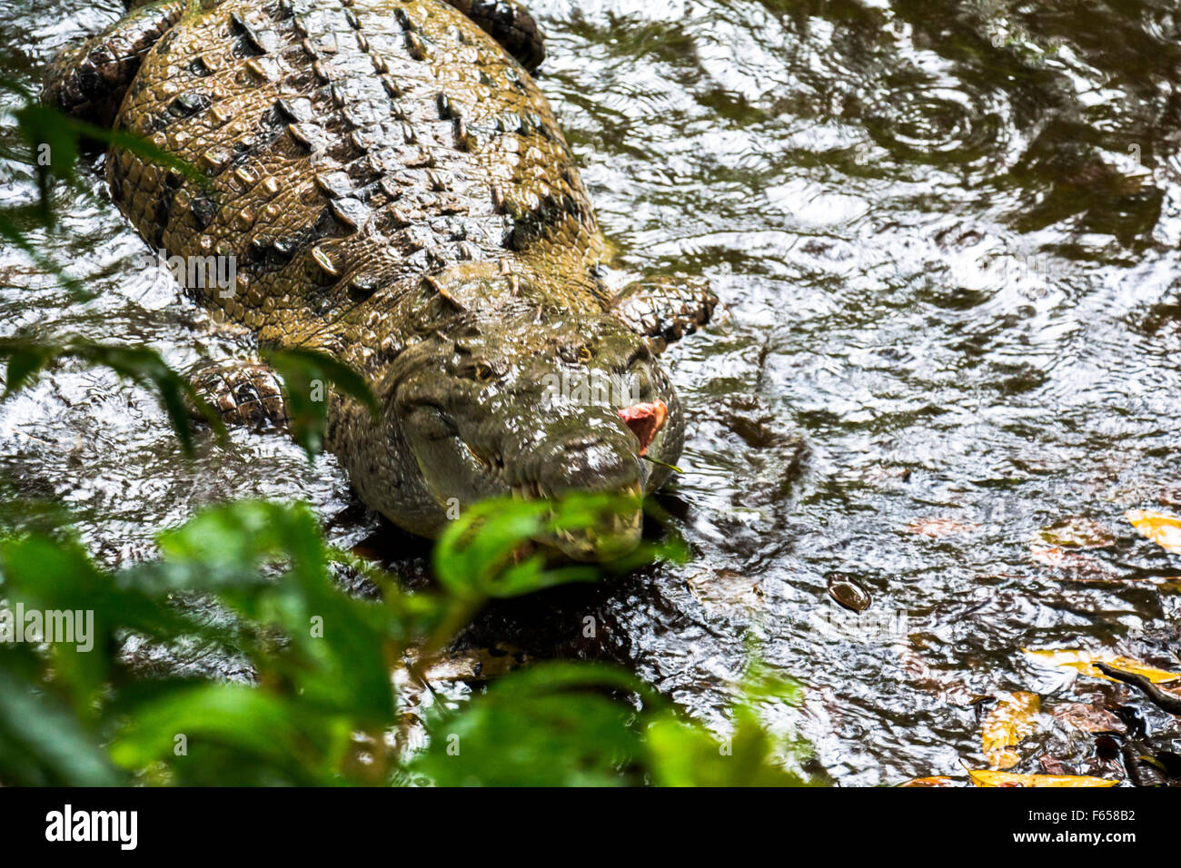 Alligator hunting in Corcovado, Costa Rica Stock Photo - Alamy